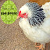 My Pet Hen: Botulism: Causes and Treatment